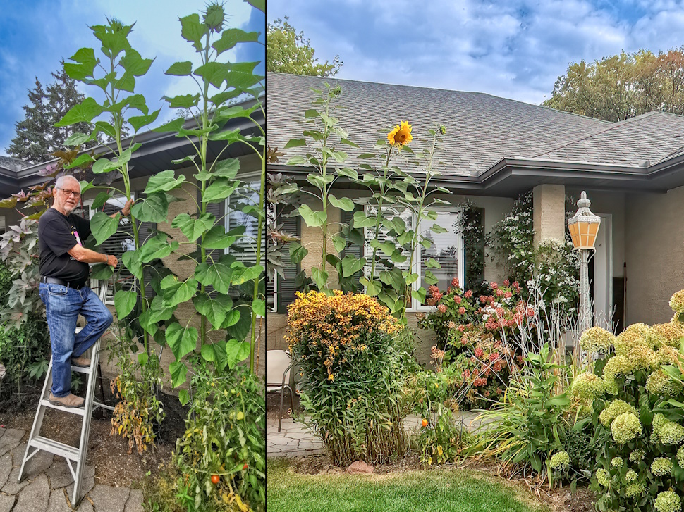 Steinbach man grows 13 foot tall sunflower - SteinbachOnline.com ...