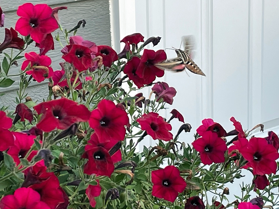 Hummingbird moths captivate southeastern Manitoba with their bird-like ...