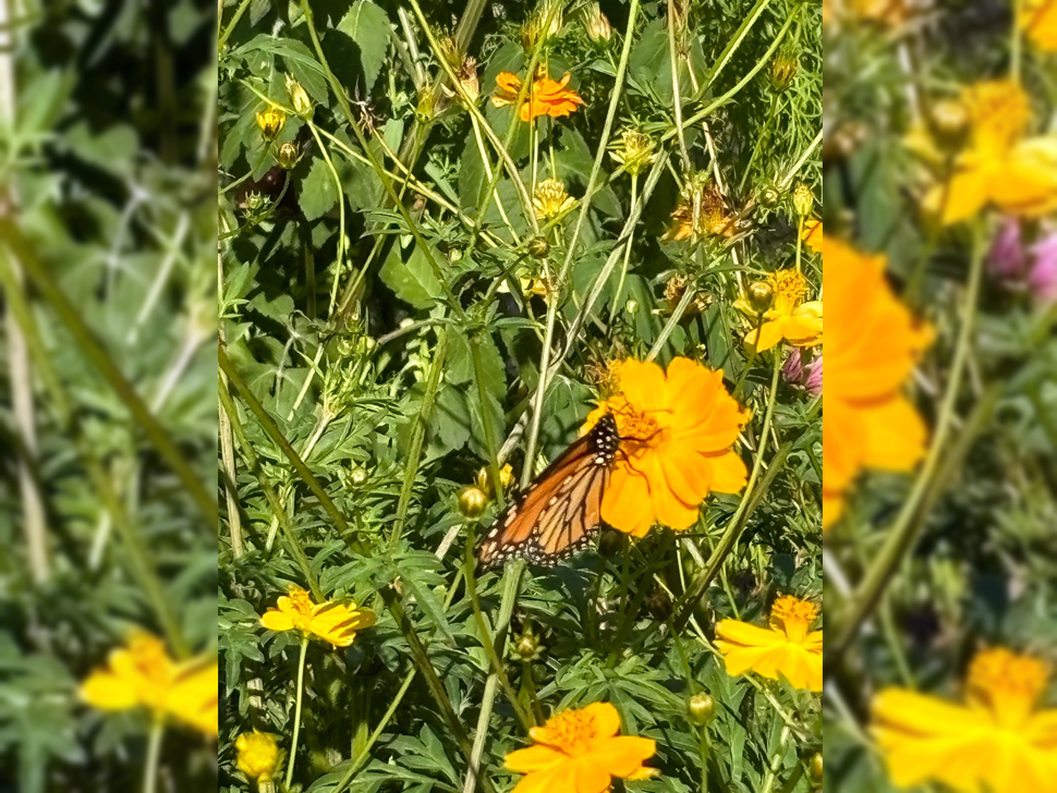 Hope amid decline: Many Monarchs seen in southeastern Manitoba ...