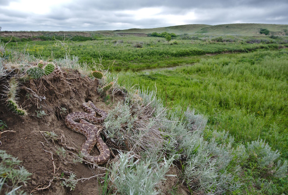 Don't be cold-blooded to Saskatchewan's snakes - DiscoverEstevan.com ...