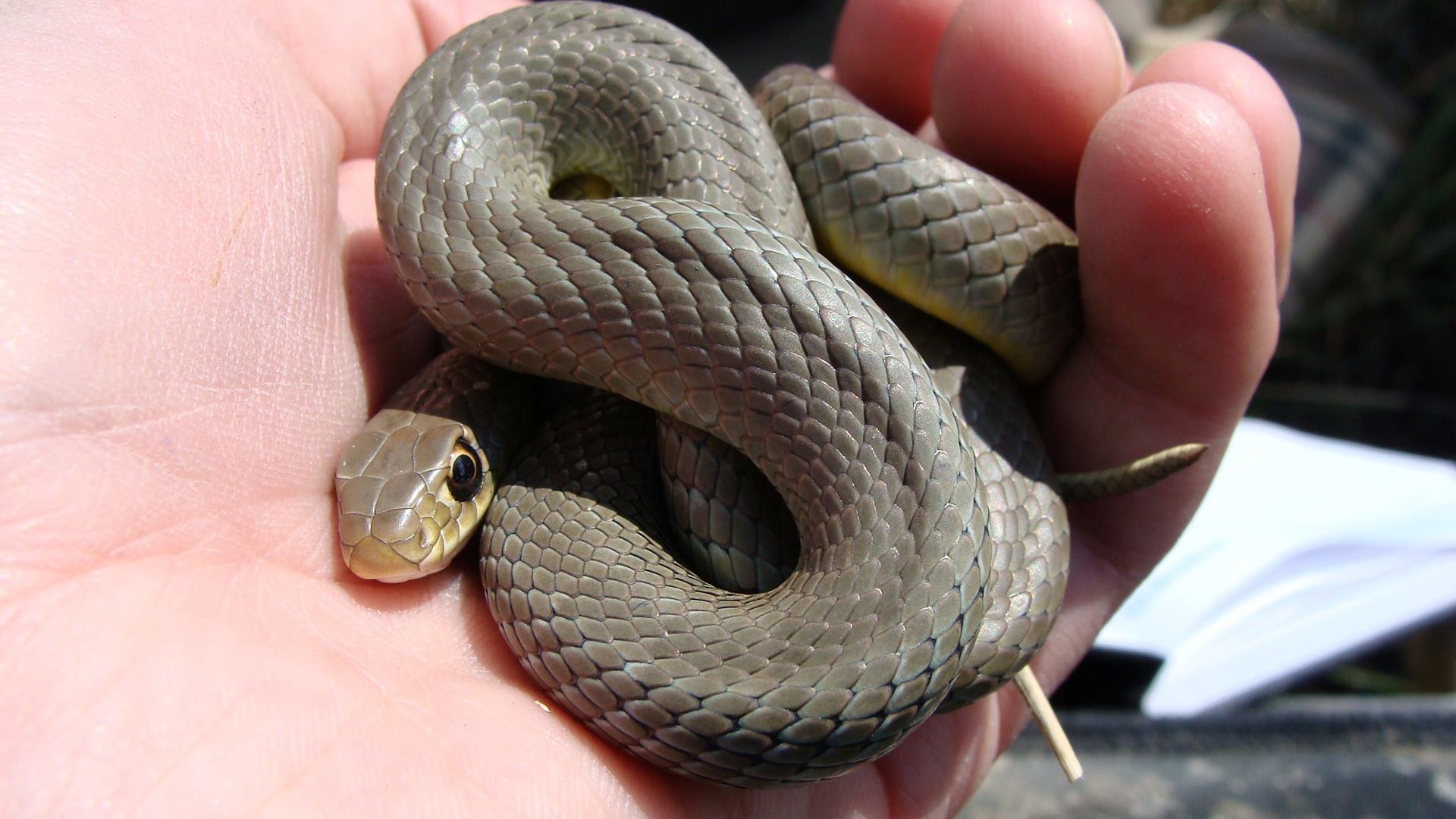 Southwest snakes see substantial threats - SwiftCurrentOnline.com ...