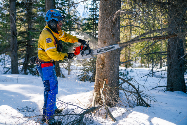 Major tree removal to begin near Lake Louise: What you need to know ...