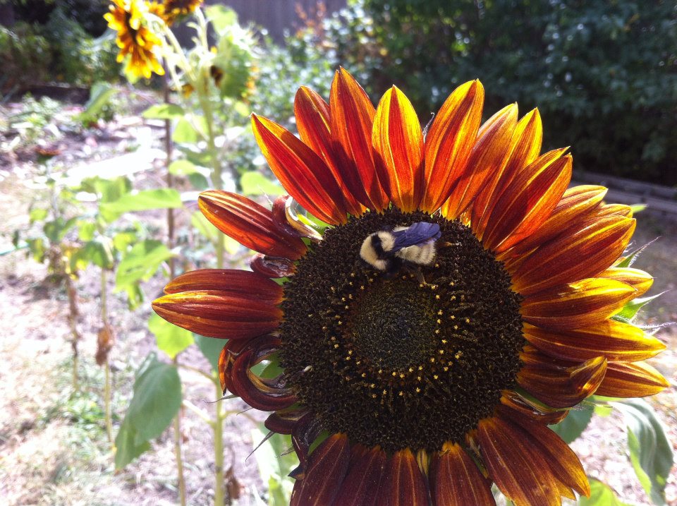 Fall gardening more than just harvesting with fall blooms and spring ...