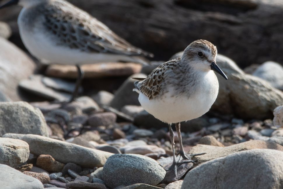 Flyway or the highway: Saskatchewan's birds wing it south ...
