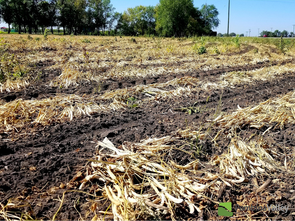 Edible bean harvest begins, soybeans not far behind ...