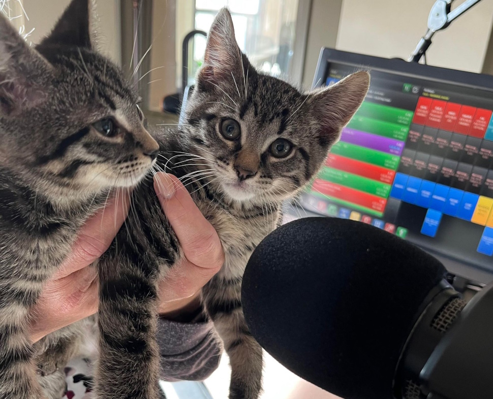 New date, new goal: 12th annual Paws for Pledges Radiothon announced ...