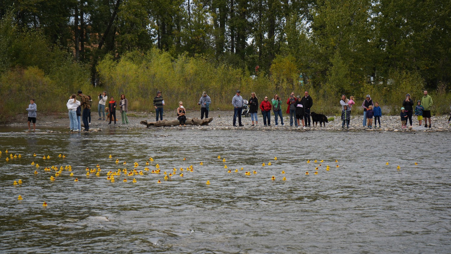 Gallery: Simpora Foundation's second Rubber Duck Race draws quite a ...