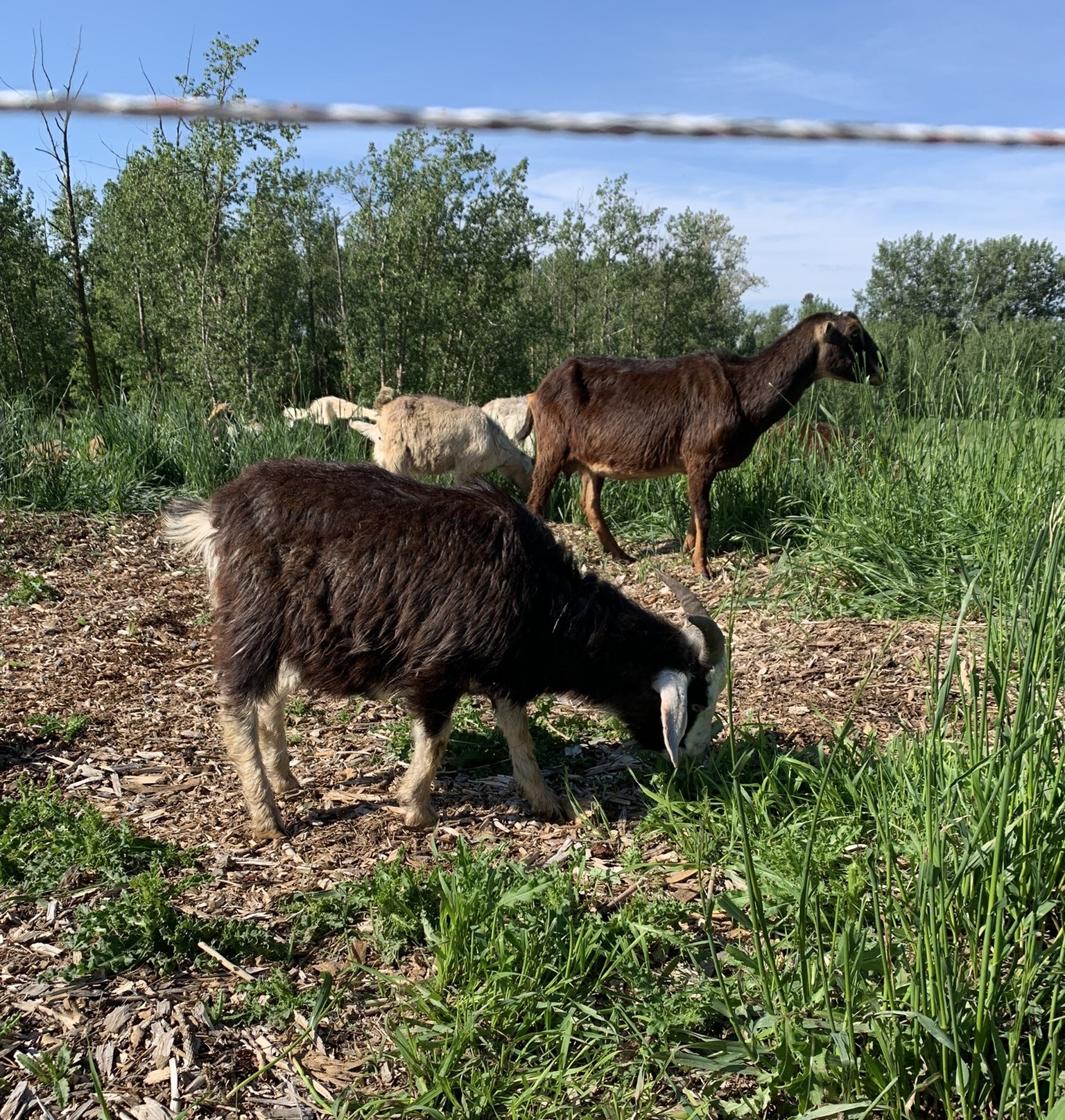 Goats are back to tackle noxious weeds in Red Deer’s landscape ...