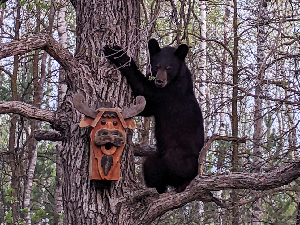 5 essential tips for avoiding bear encounters in the forest - PembinaValleyOnline.com - Local ...