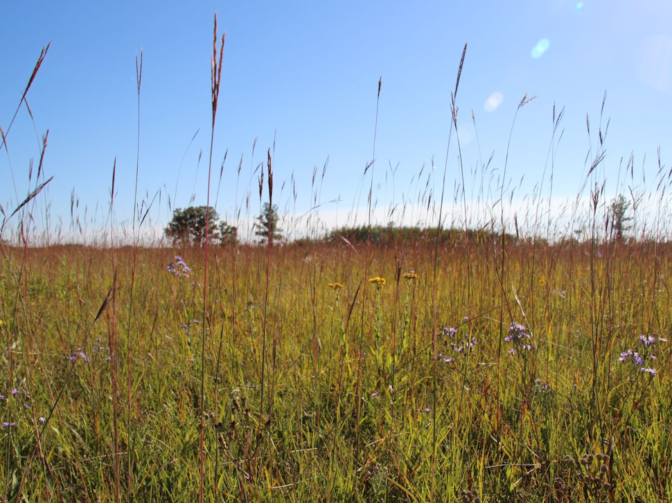 Explore the changing colours of the prairies with Nature Norm ...