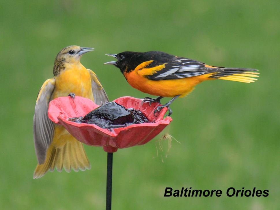 Wildlife photographer Dennis Fast reflects on shifting bird populations ...