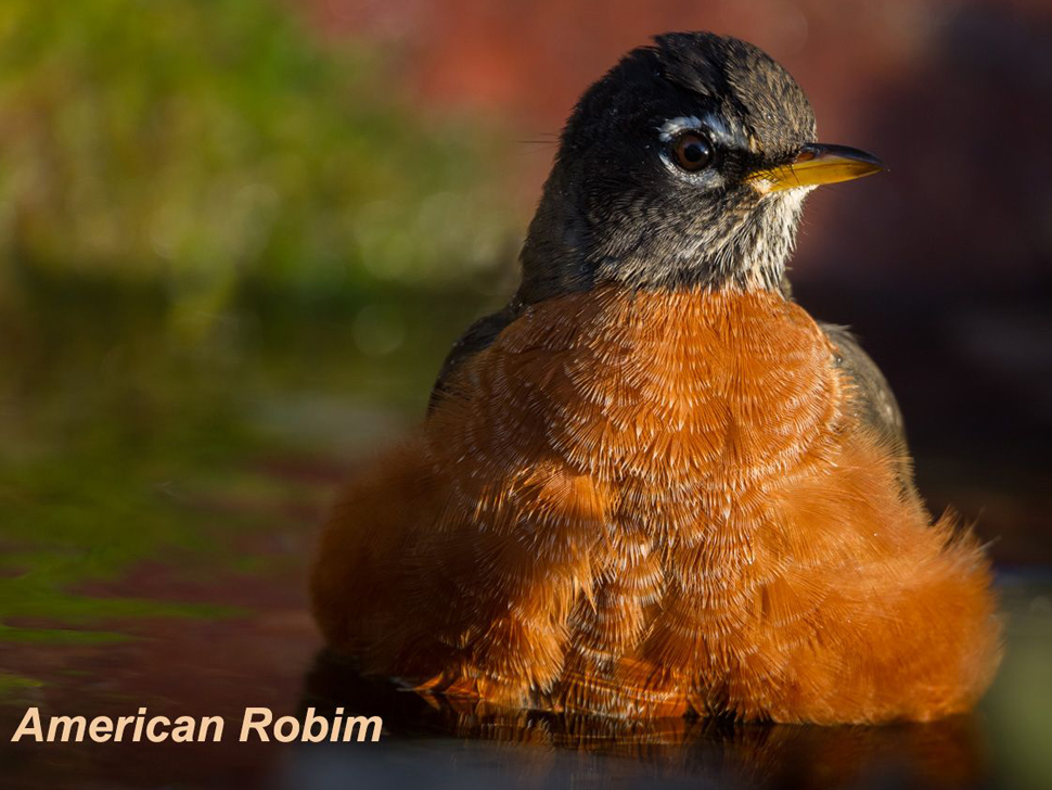 Wildlife photographer Dennis Fast reflects on shifting bird populations ...