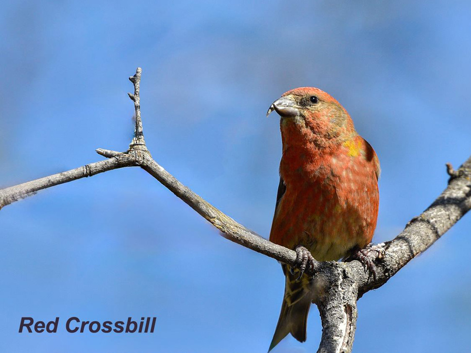 Wildlife photographer Dennis Fast reflects on shifting bird populations ...