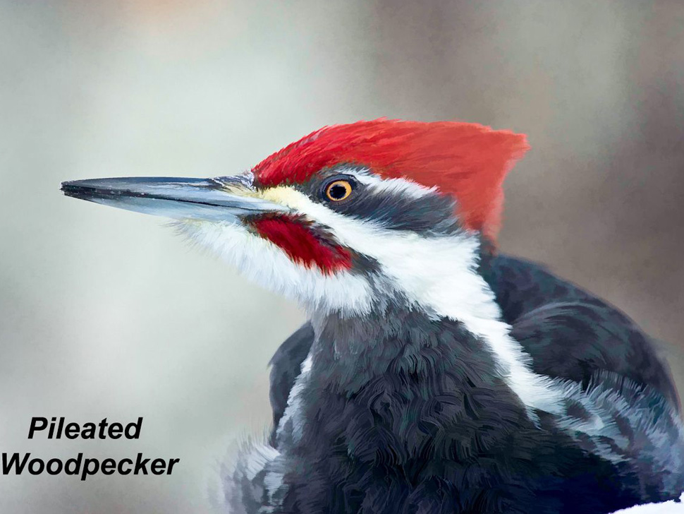 Wildlife photographer Dennis Fast reflects on shifting bird populations ...