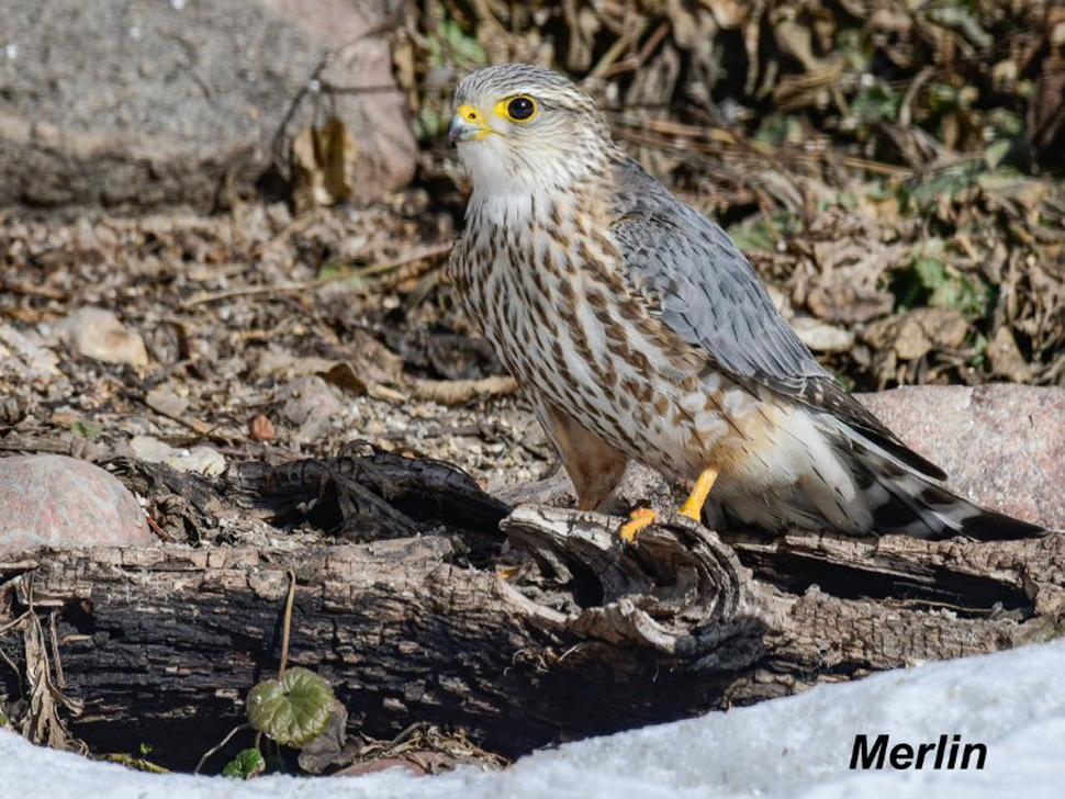 Wildlife photographer Dennis Fast reflects on shifting bird populations ...