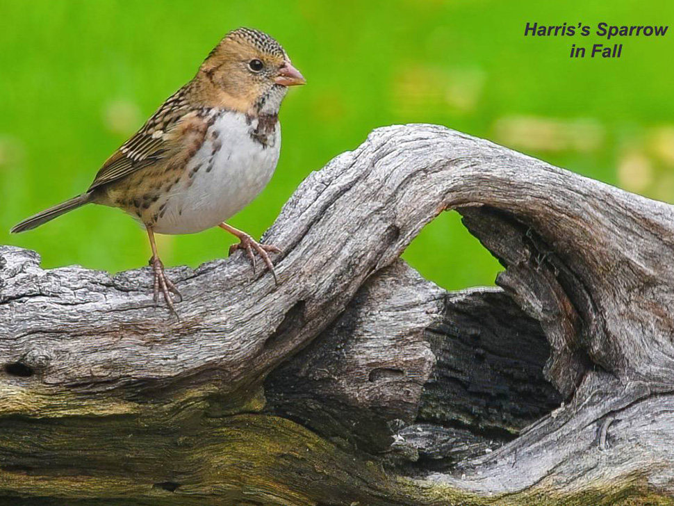 Wildlife photographer Dennis Fast reflects on shifting bird populations ...