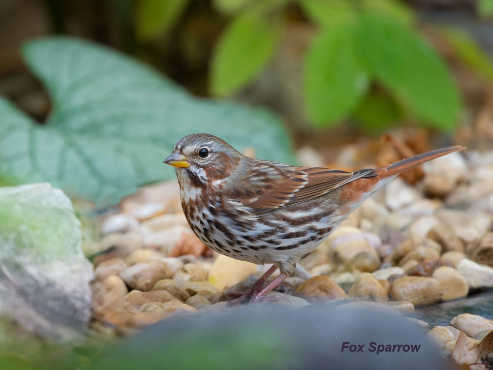 Wildlife photographer Dennis Fast reflects on shifting bird populations ...