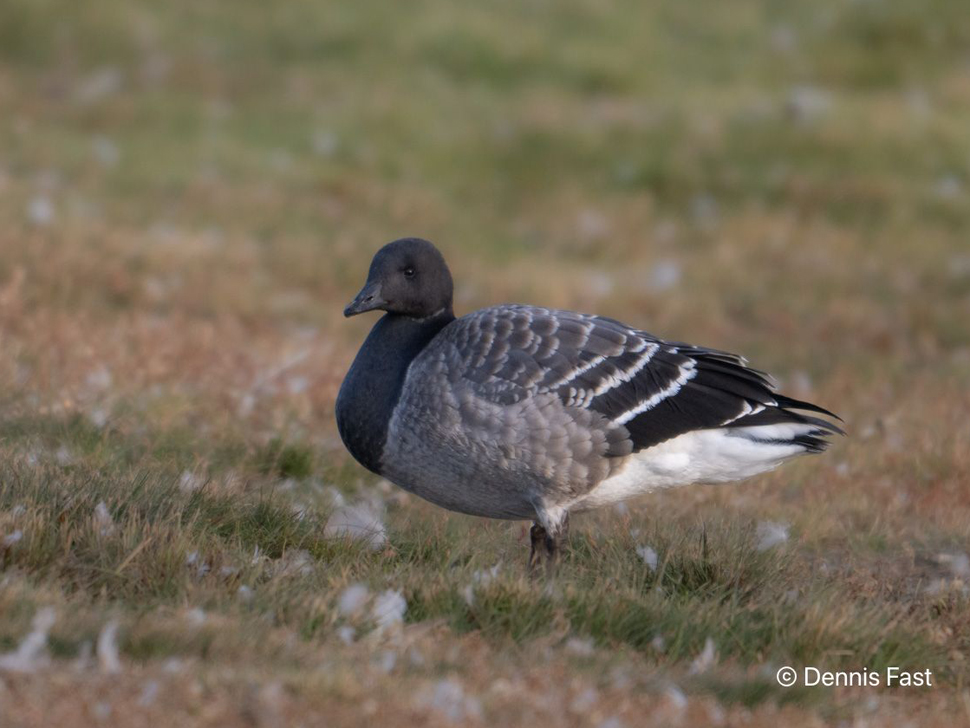 Birders thrilled by unusual goose appearance in Steinbach ...