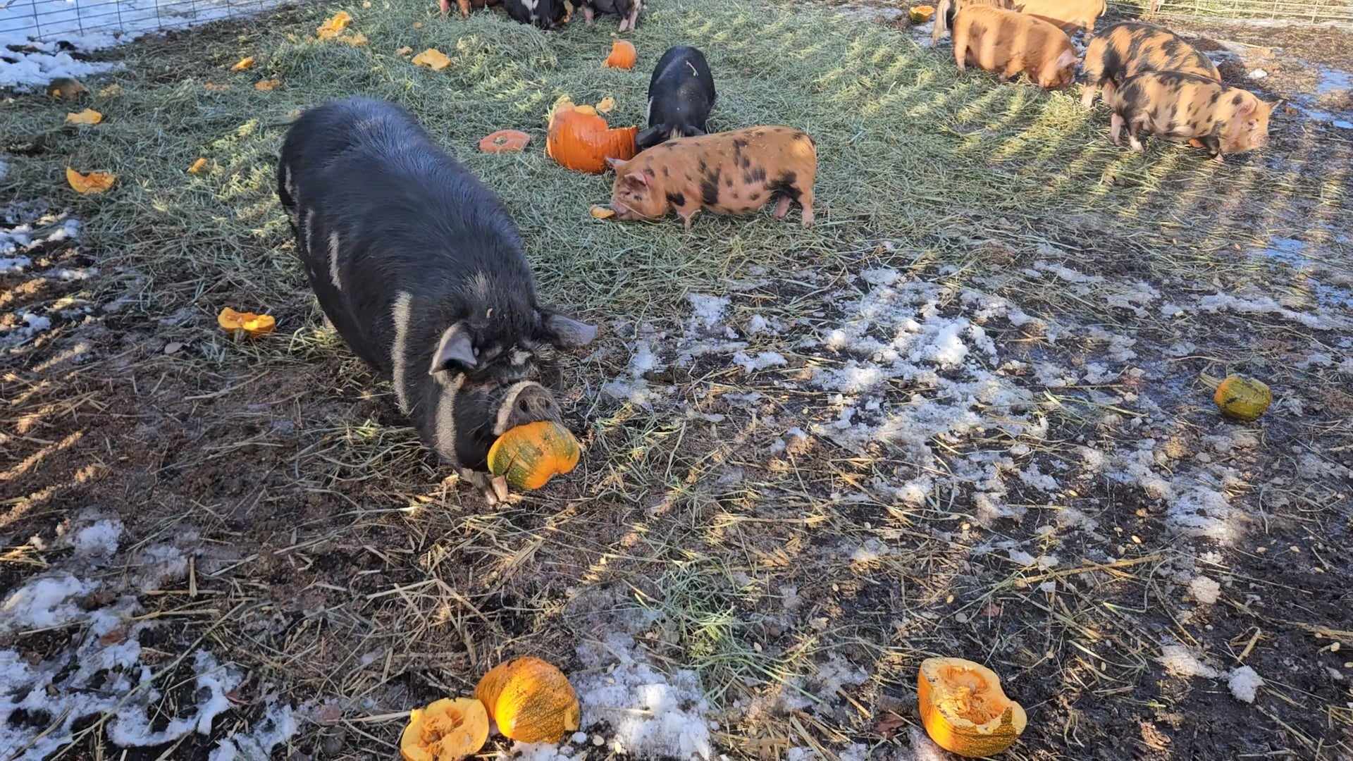 Don't know what to do with your pumpkins? Let pigs eat them ...