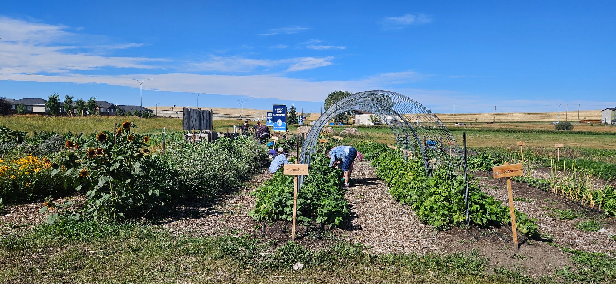 Despite challenges, Airdrie Farm Collective celebrates record donation ...