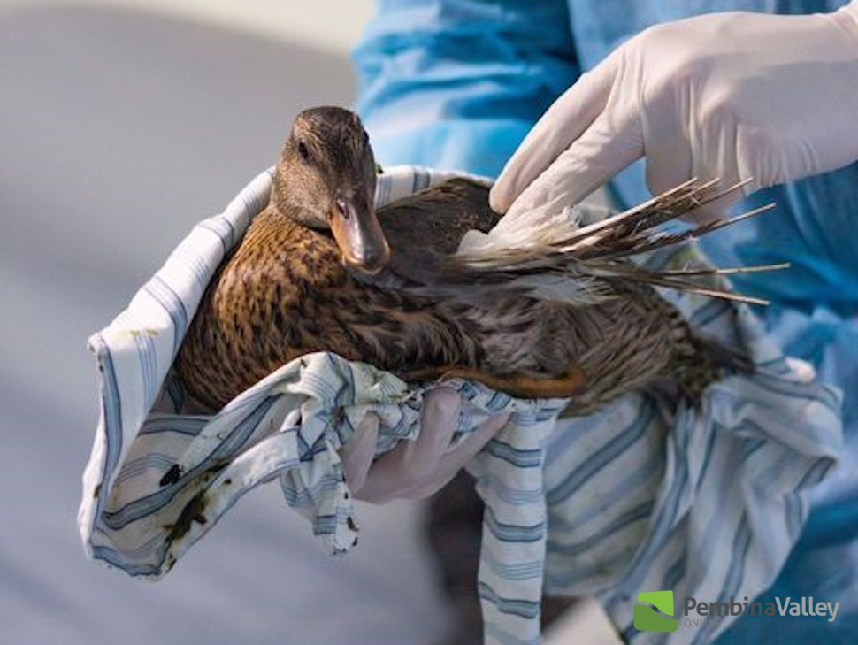 Bread causing ill-formed bones, death for local waterfowl: Certified ...