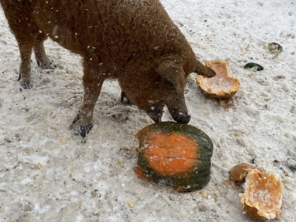 Save a pumpkin, feed a piggy - StrathmoreNow.com - Local news, Weather ...