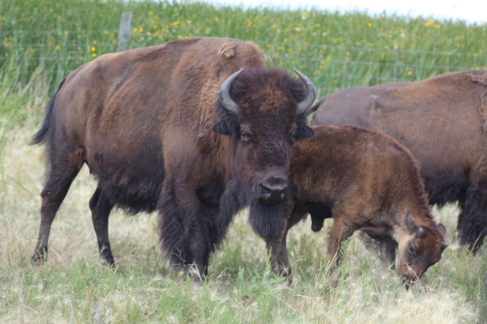 Russell RCMP lay charges in illegal bison hunt - DiscoverWestman.com ...
