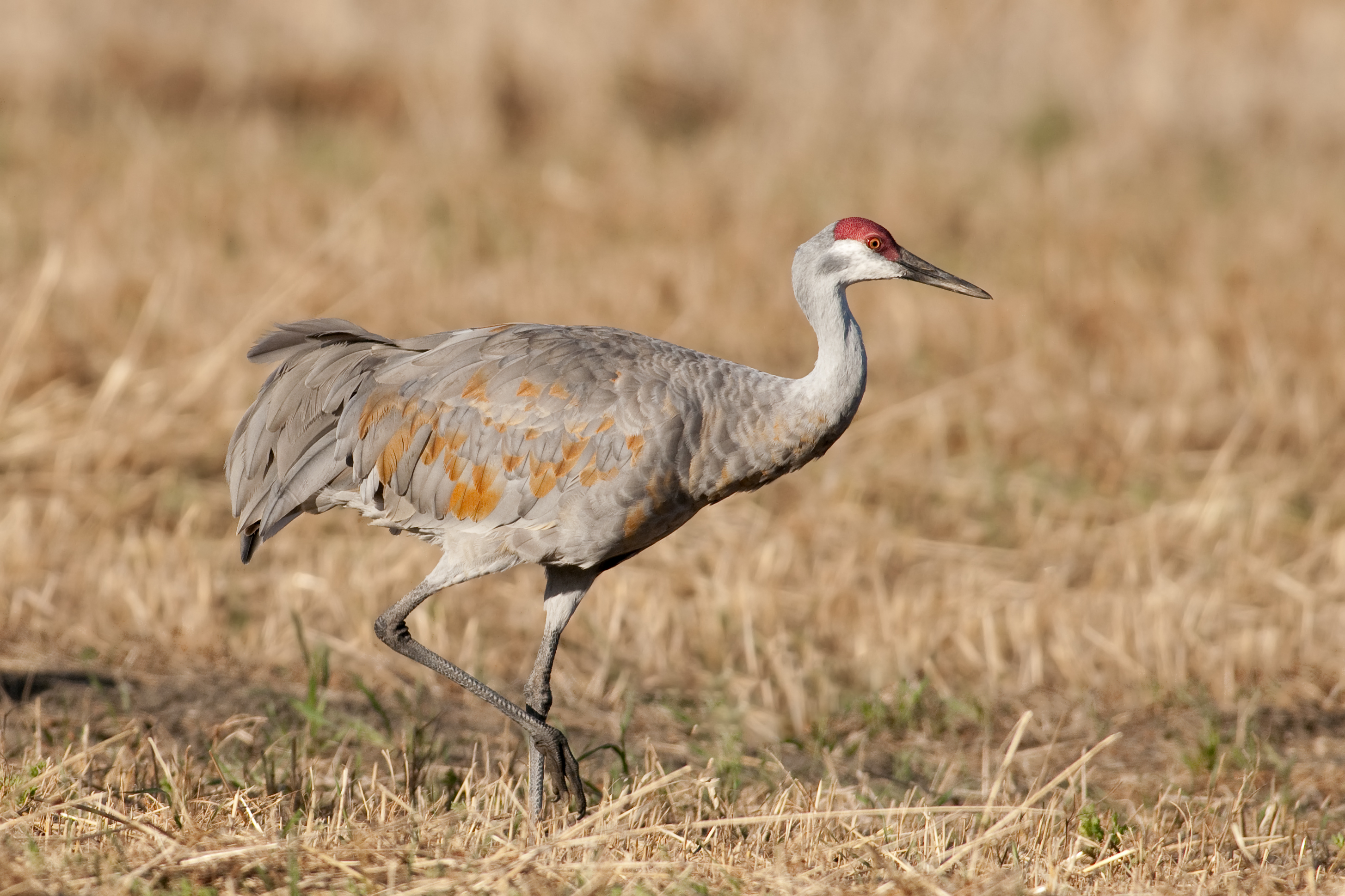 Autumn migration brings in a new batch of birds - SwiftCurrentOnline ...