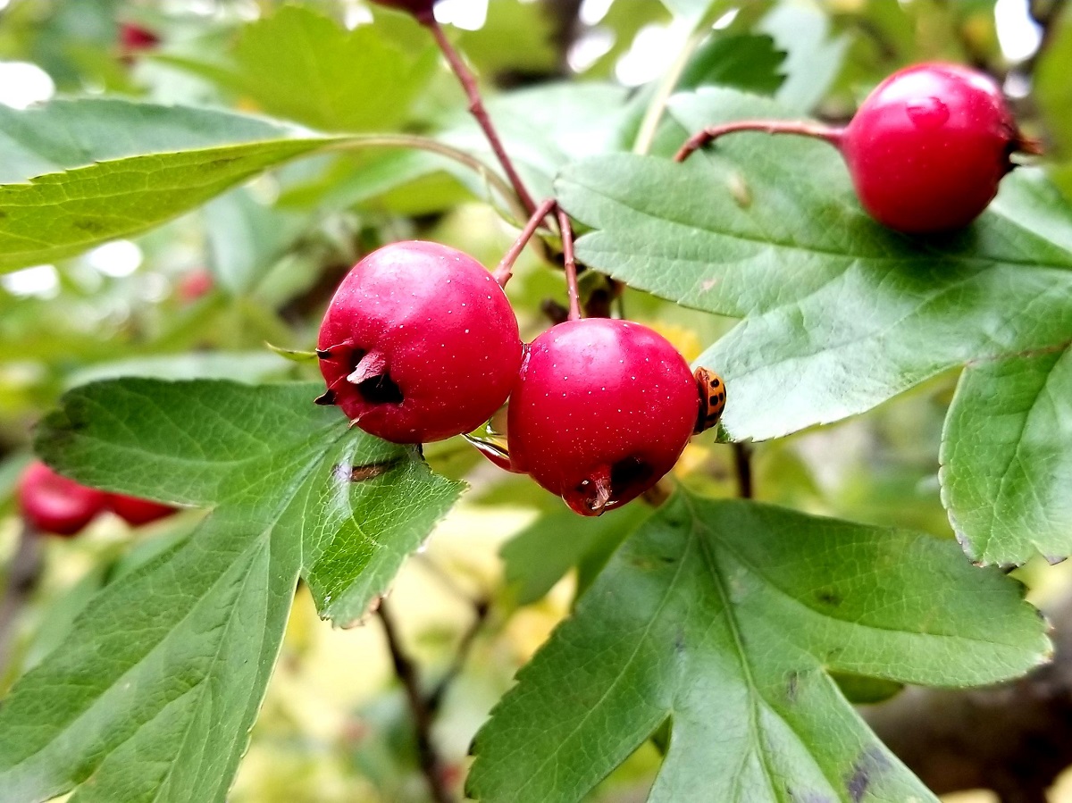 Localized showers on Friday reported by Rainwatchers ...