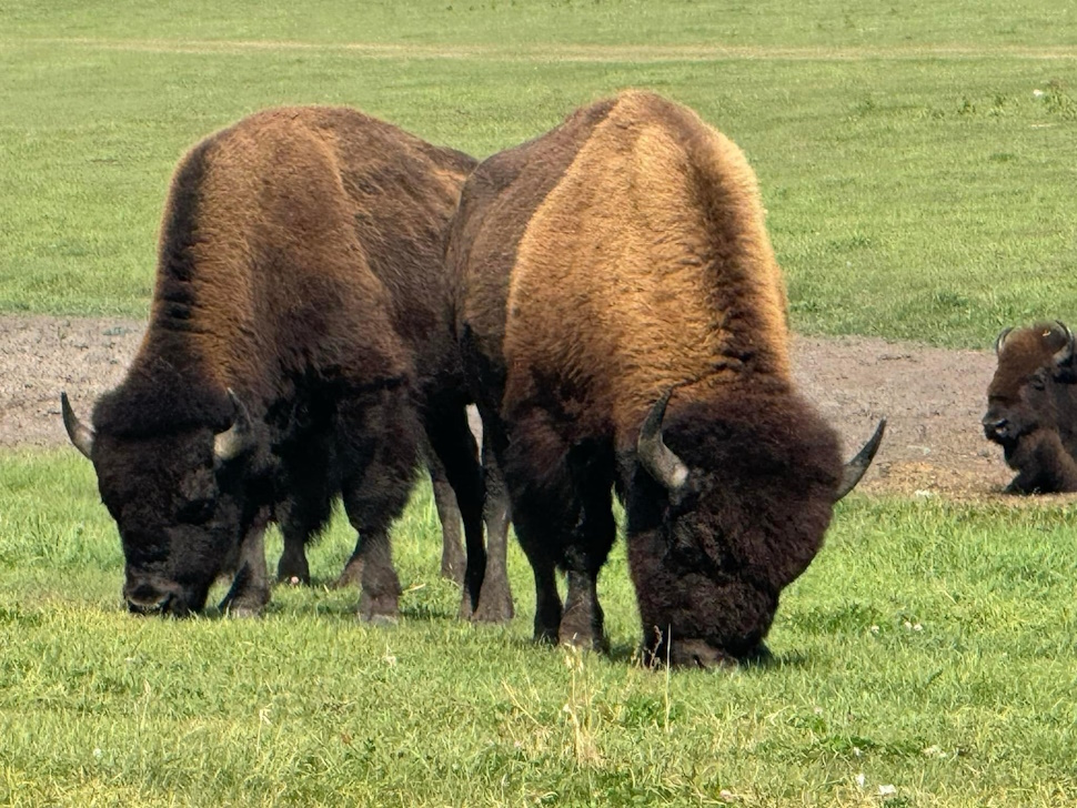 Russell RCMP lay charges in illegal bison hunt - PortageOnline.com ...