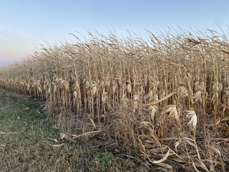 Corn Trials Reveal Top Performers and Challenges in Manitoba’s 2024 ...