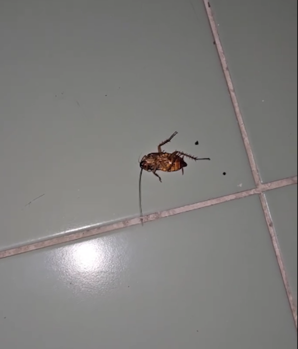 From dream vacation to disaster, Manitoban shares recent experience in ...