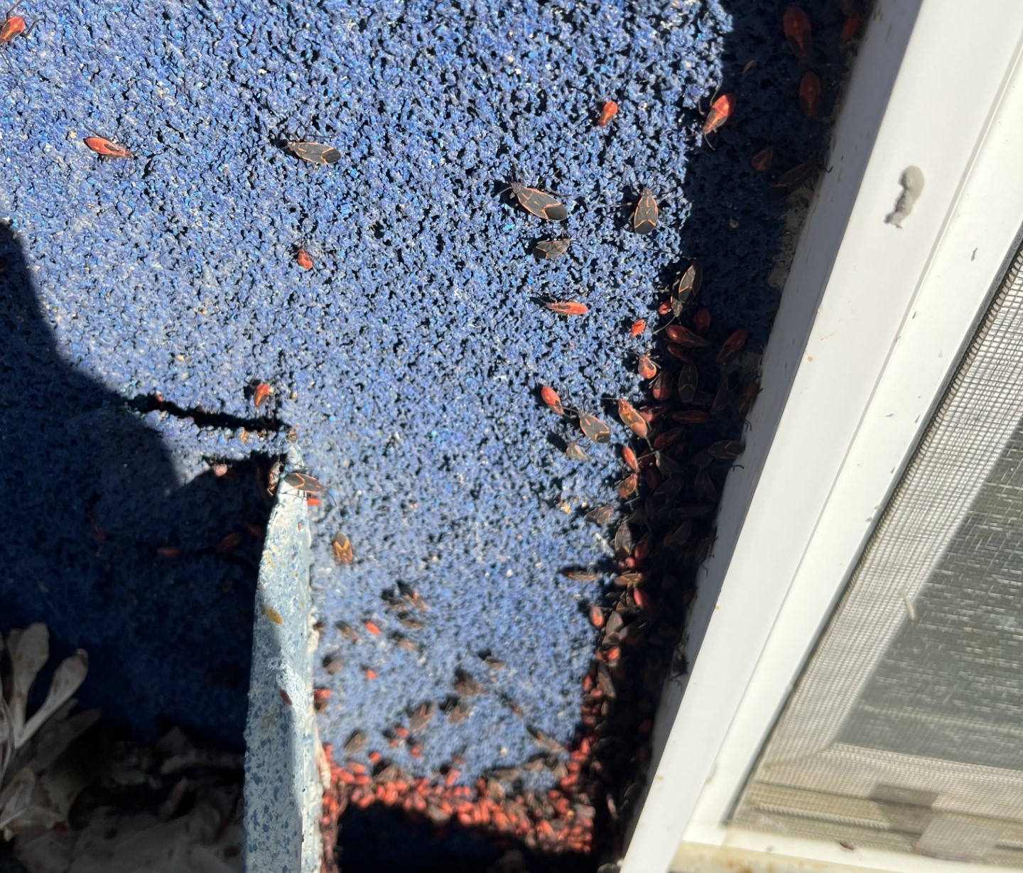 The great maple bug migration: Expert explains unexpected fall guests ...