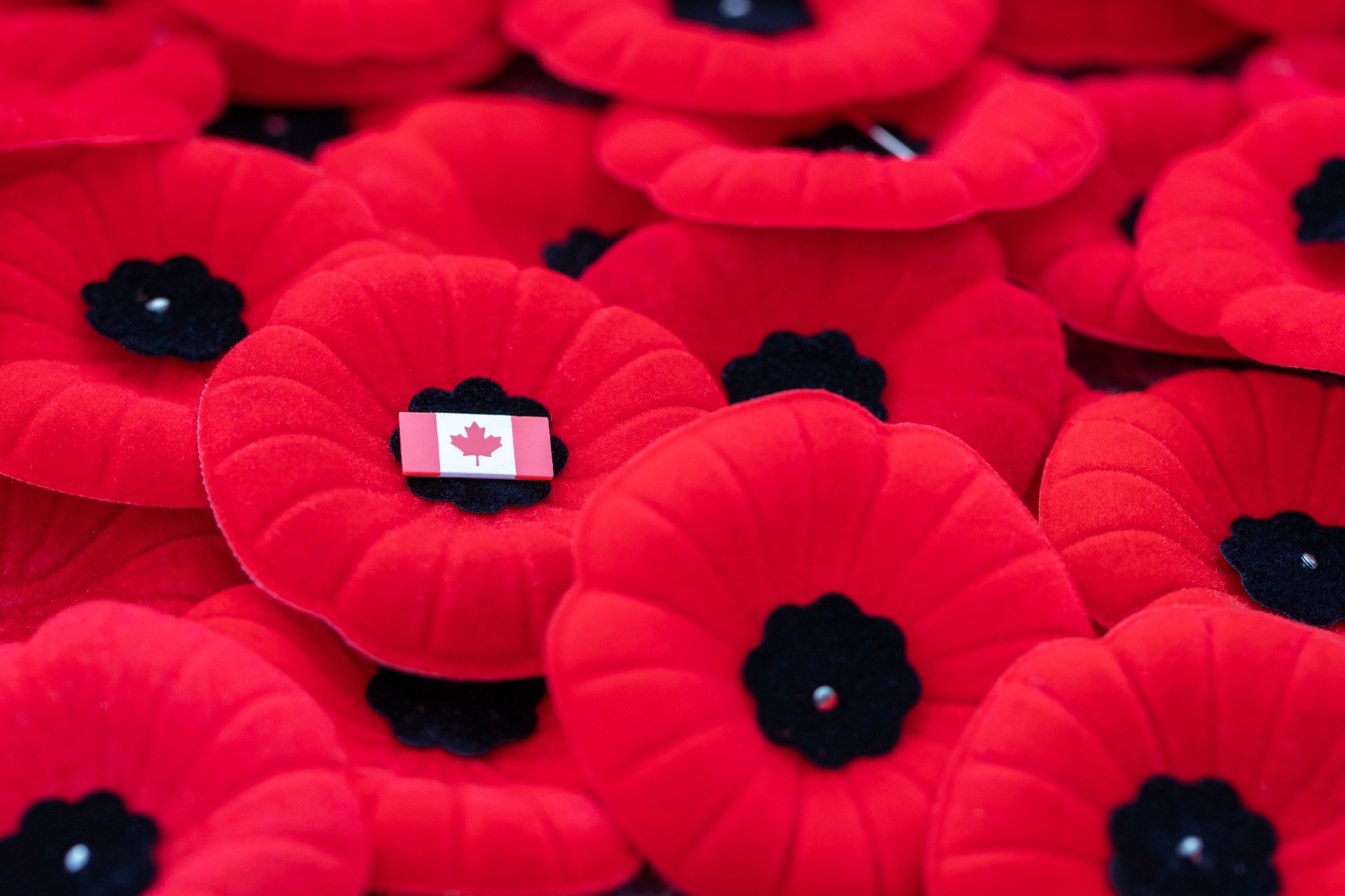 Annual poppy campaign launches to support veterans and families ...