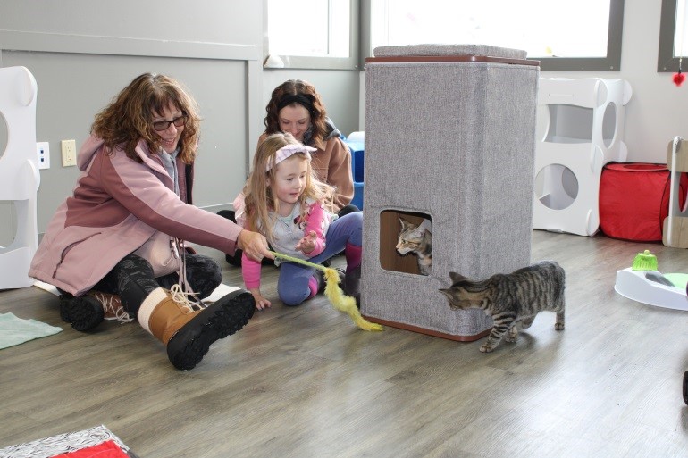 Get your snuggles in as Cat Cafe returns to Strathmore this weekend ...