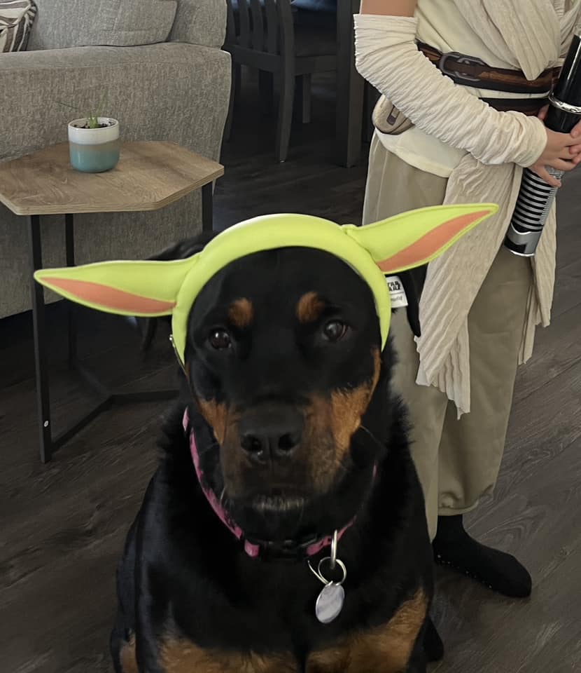 "Cool Cat Carl" and other pets dress up - SteinbachOnline.com - Local ...