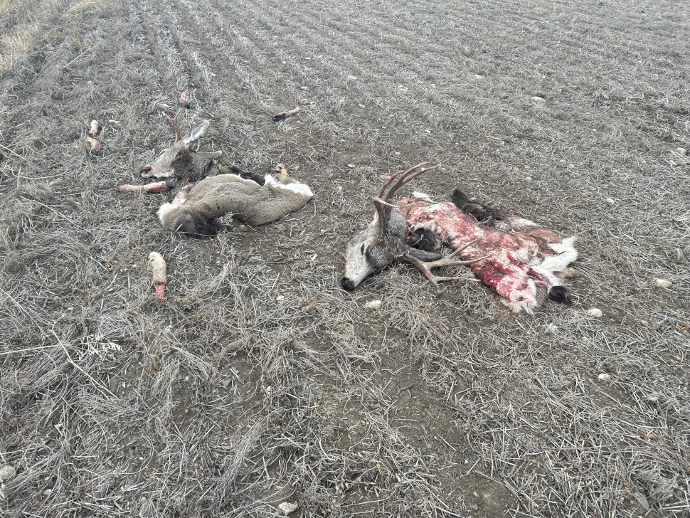 Conservation officers investigating deer remains near Buffalo Pound ...
