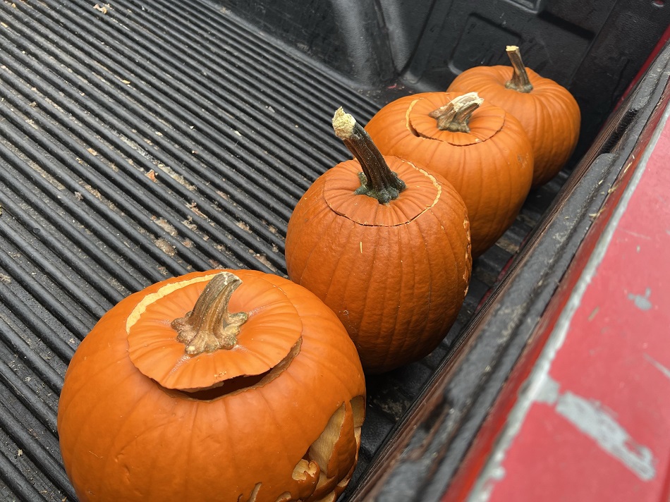 Drop off your old pumpkins to feed some hungry Hungarian pigs ...