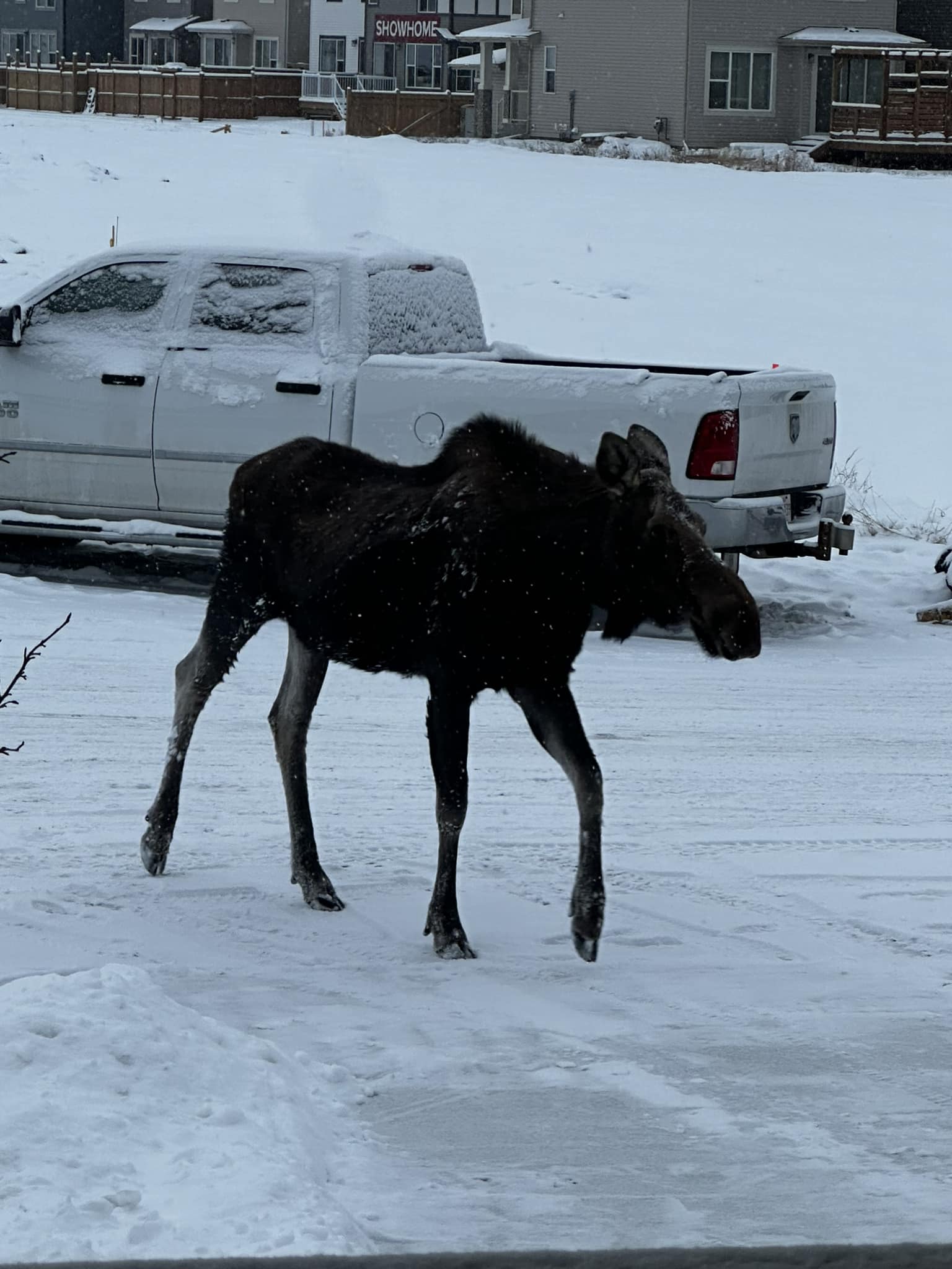 Moose on the loose in Heartland - CochraneNow: Cochrane, Alberta's ...