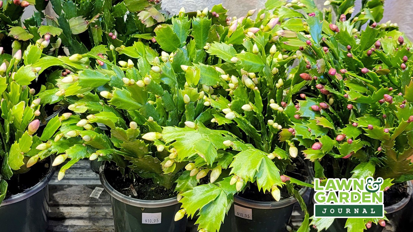 The famous Christmas cactus was covered on the second last Lawn ...