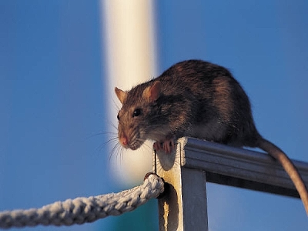 Alberta government asking residents to "Rat on Rats" - StrathmoreNow ...