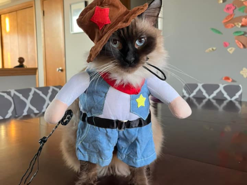 "Cool Cat Carl" and other pets dress up - SteinbachOnline.com - Local ...