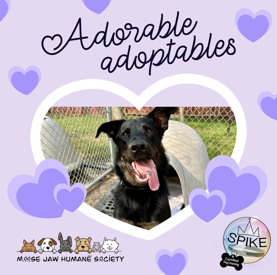 This week's Adorable Adoptable: Thor the 101lb love bug from Moose Jaw ...