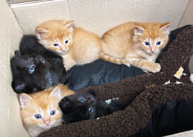 Box of kittens left on doorstep of Winnipeg Humane Society during ...