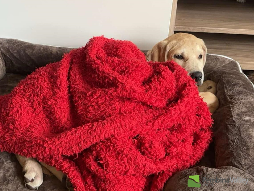 From the brink of death to a new home: Discarded, injured puppies saved ...