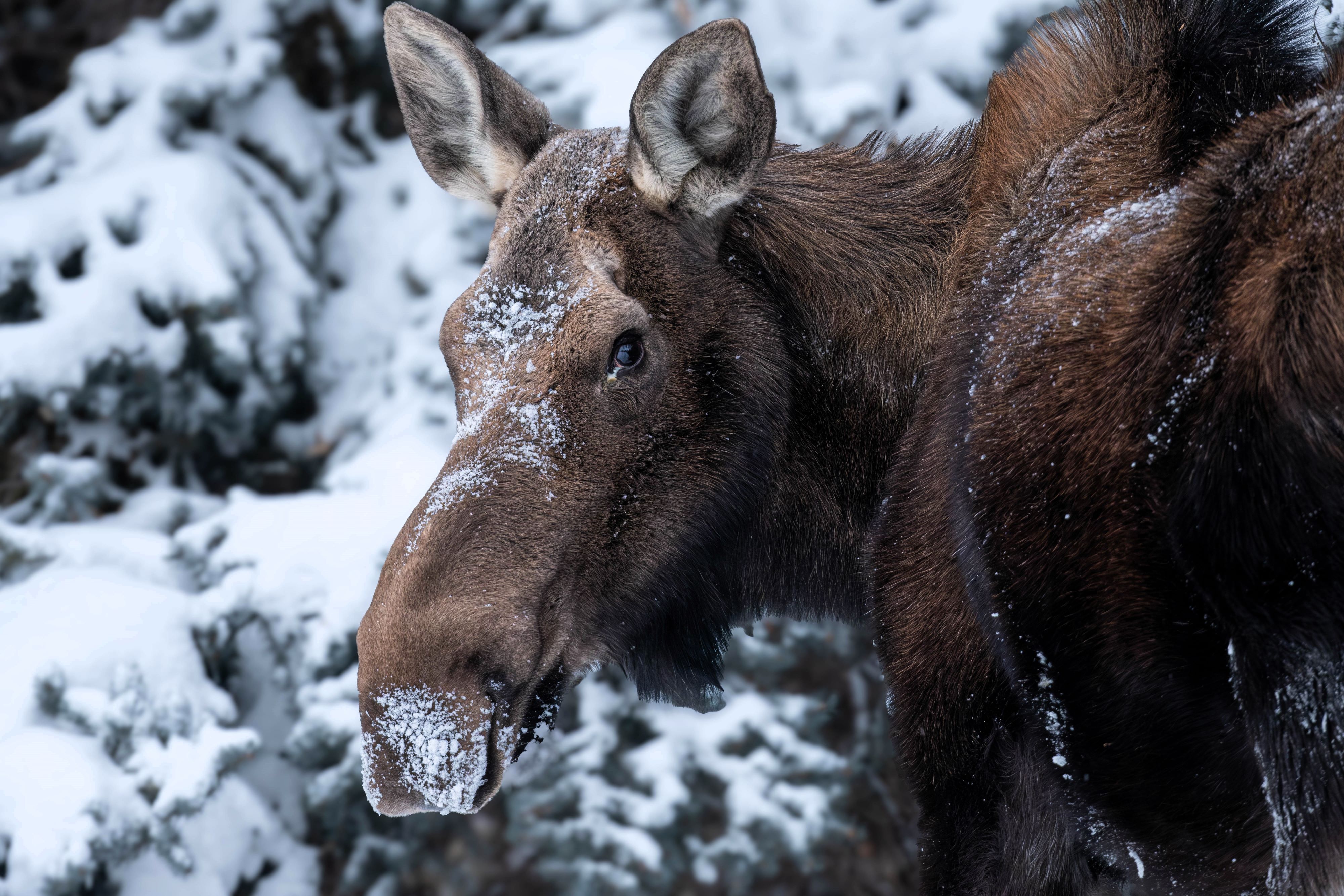 Fish and Wildlife actively monitoring moose in town - CochraneNow ...