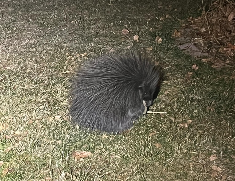 Keep your eyes peeled for a porcupine near École Senator Riley Middle ...