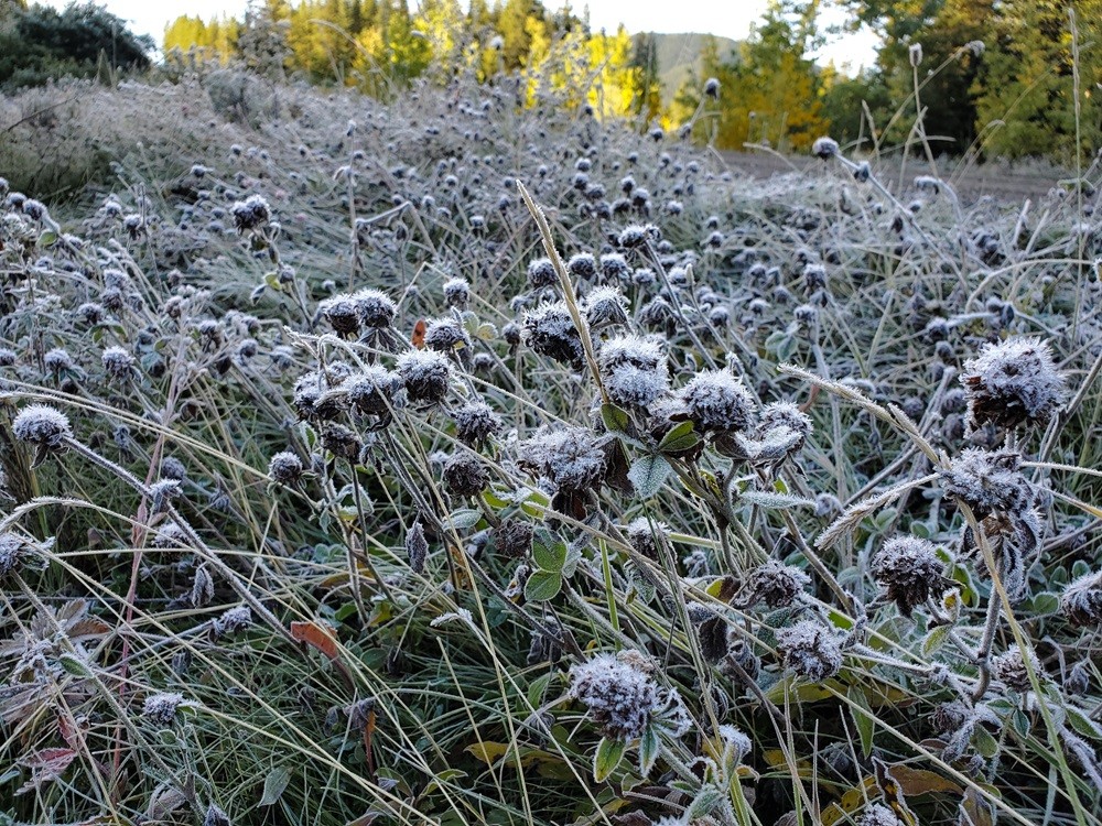 Airdrie and area under frost advisory - DiscoverAirdrie.com - Local ...