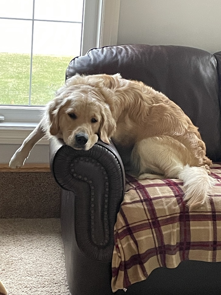 Archie is November's Perfect Pet - DiscoverMooseJaw.com - Local news ...