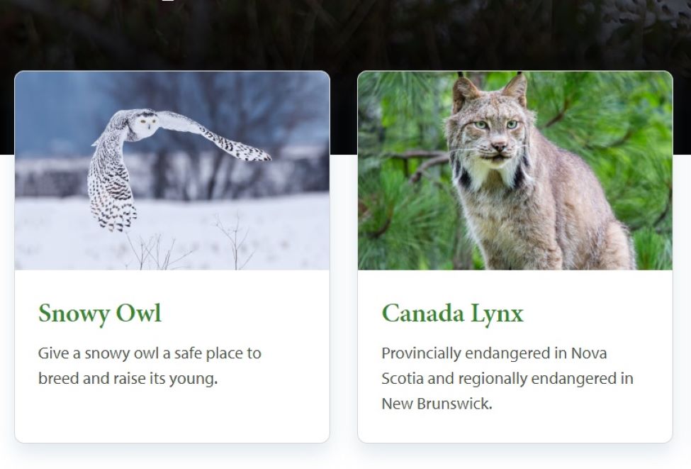 Give the Gift of Nature: Adopt a Wildlife Species This Christmas ...